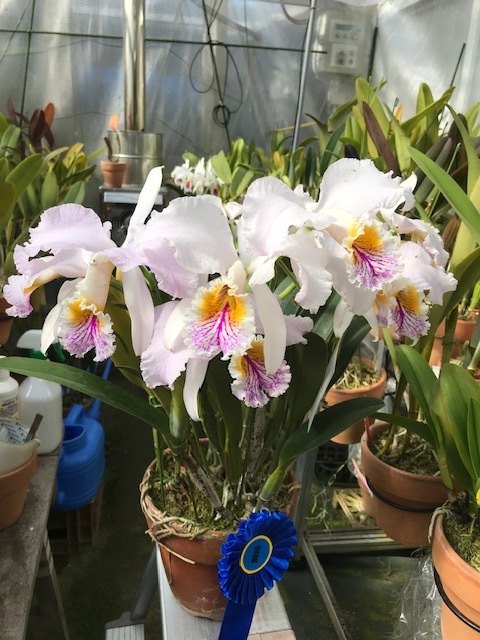 【やや傷や汚れあり】洋蘭 原種 カトレア C.mossiae f.s/a 'Art Biwa' (OG)の落札情報詳細 - Yahoo ...