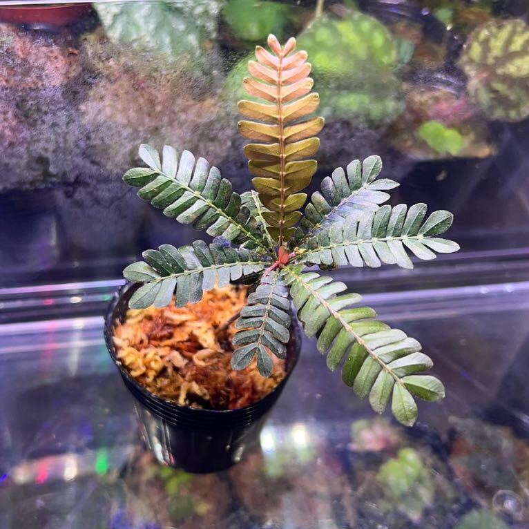 【傷や汚れあり】Biophytum sp. 子株 ビオフィツム/パルダリウム/ビバリウム/熱帯植物の落札情報詳細 - Yahoo!オークション ...