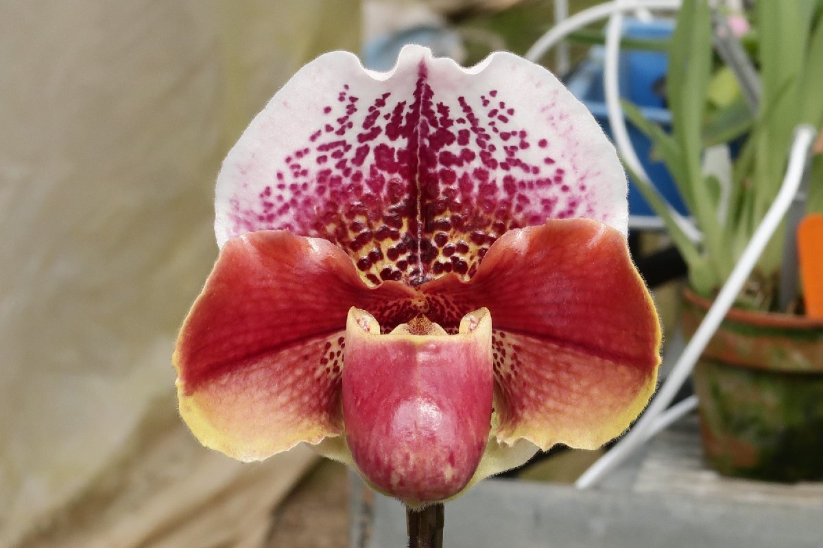 【未使用】洋蘭 パフィオ TA11366 Paph. Frank Pearce 'Downland' AM/RHSの落札情報詳細 ...