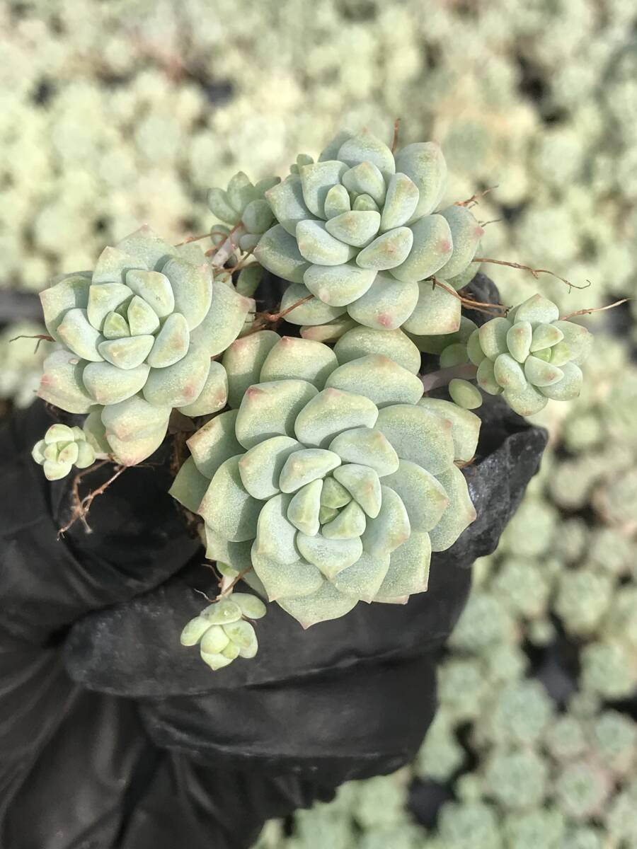 【未使用に近い】キャラメルスプライト G20-16 105株 多肉植物 エケベリア レア種 韓国苗 サボテン 土と根付き 新発売の落札情報詳細 - Yahoo!オークション落札価格検索 オークフリー