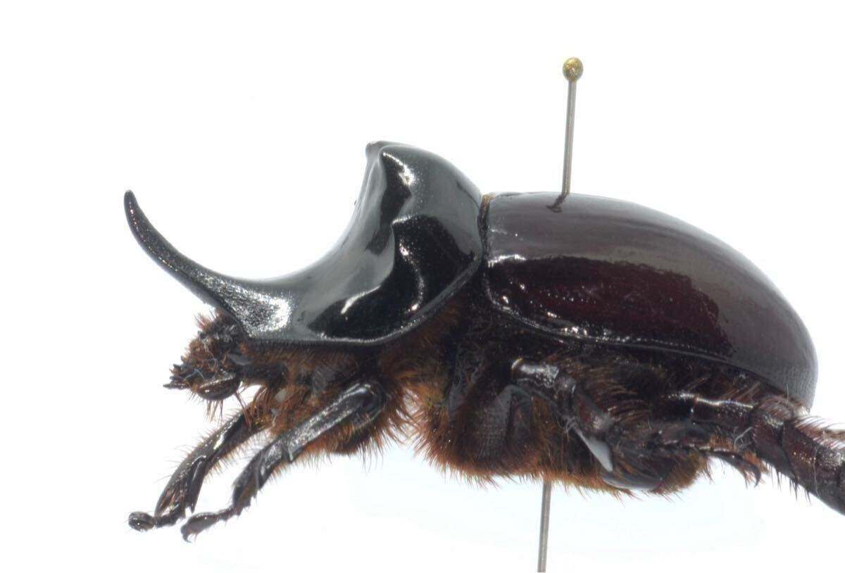 【やや傷や汚れあり】ペルーの珍品カブトムシ Bothynus lancifer ペア 【標本】の落札情報詳細 - Yahoo!オークション落札 ...