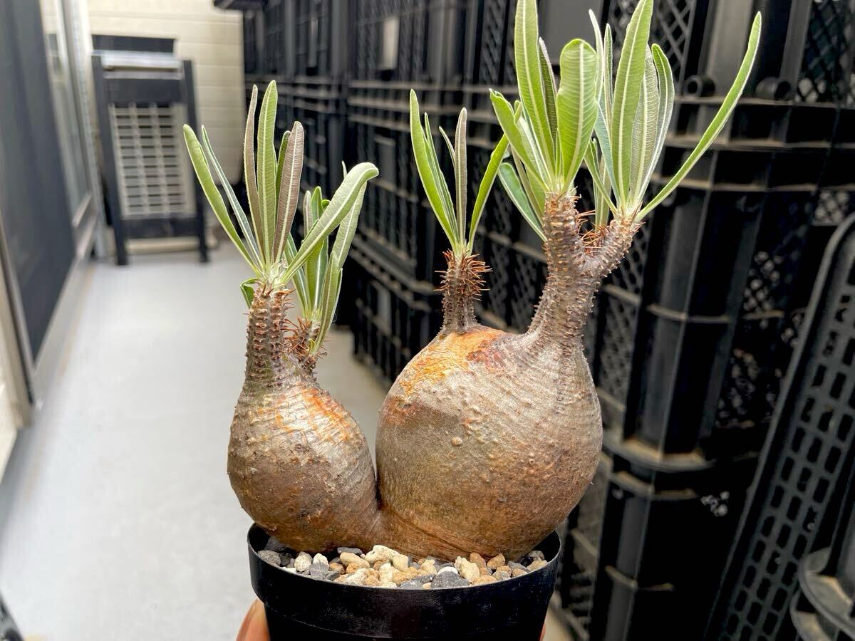 【未使用】L サイズ 手作植木鉢 検索（invisible ink raw life factory SRL カタチ製作所 中川智治 グラキリス パキプス オペルクリカリア アガベ)の落札情報 ...