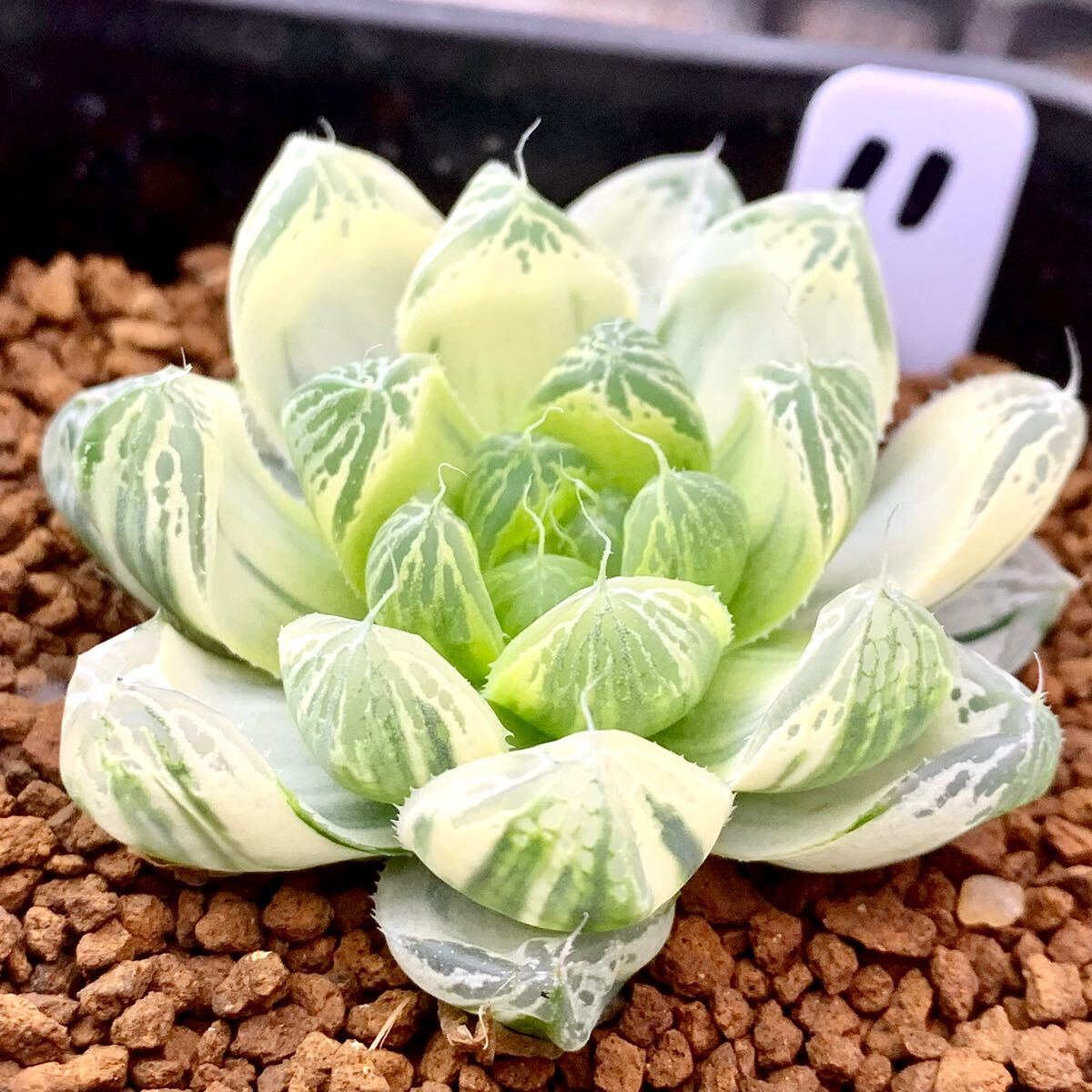 【未使用】 Fareal P11 ハオルチア 白銀の露 オブツーサ錦 完璧特美株の落札情報詳細 - Yahoo!オークション落札価格検索 オークフリー