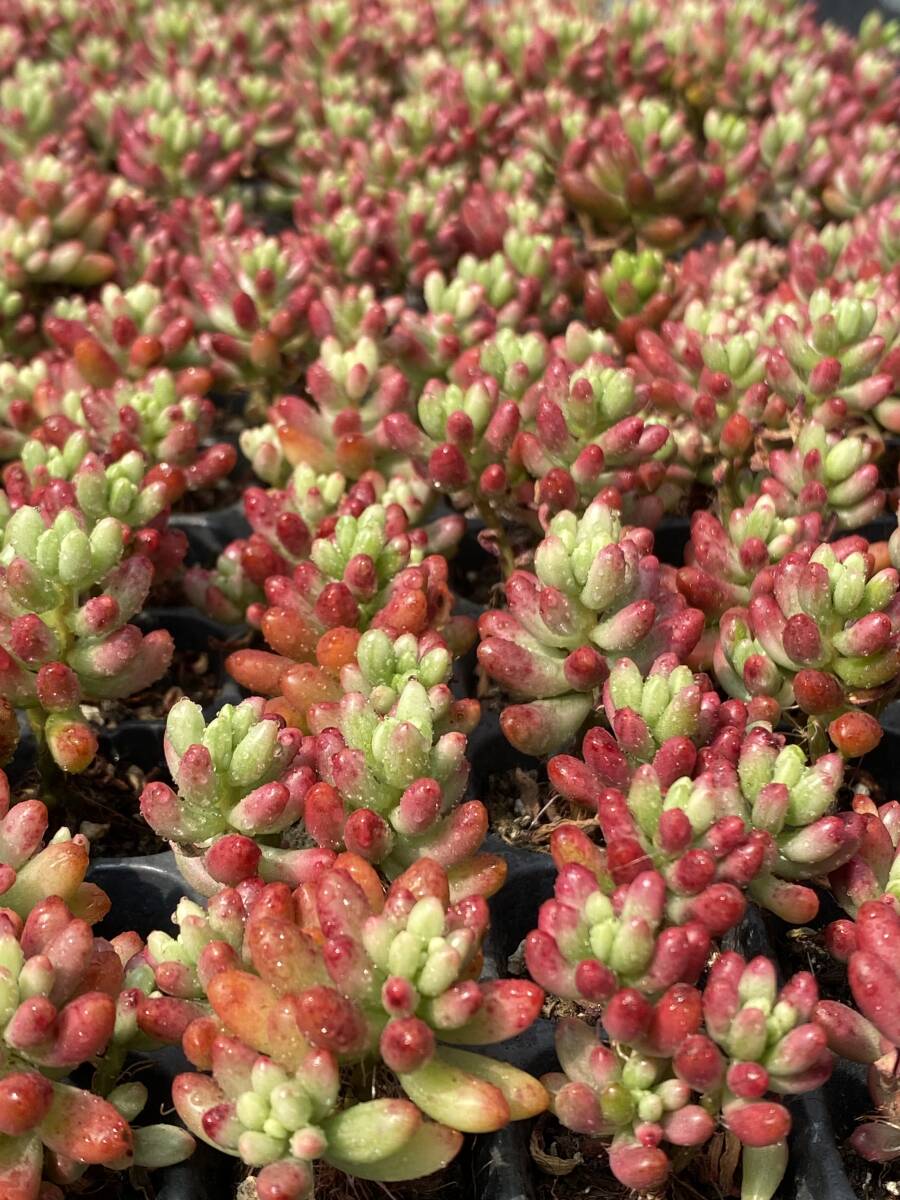 【未使用に近い】128苗 Y114-2 多肉植物 エケベリア 虹の玉錦 多肉植物エケベリア 韓国苗 サボテン 観葉植物 花 園芸 レア種 土と ...