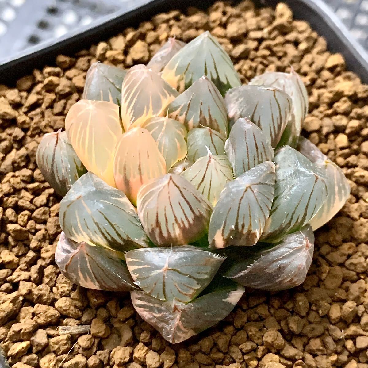 【未使用】 Fareal P74 ハオルチア 竜の爪 オブツーサ錦の落札情報詳細 - Yahoo!オークション落札価格検索 オークフリー