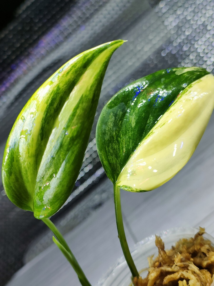 【目立った傷や汚れなし】極美斑！！ Scindapsus hederaceus blue aurea variegated スキンダプサスの ...