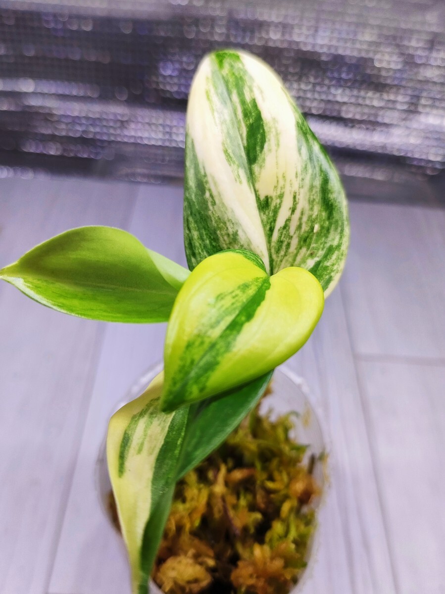 【目立った傷や汚れなし】極美斑！！ Scindapsus hederaceus blue aurea variegated スキンダプサスの ...