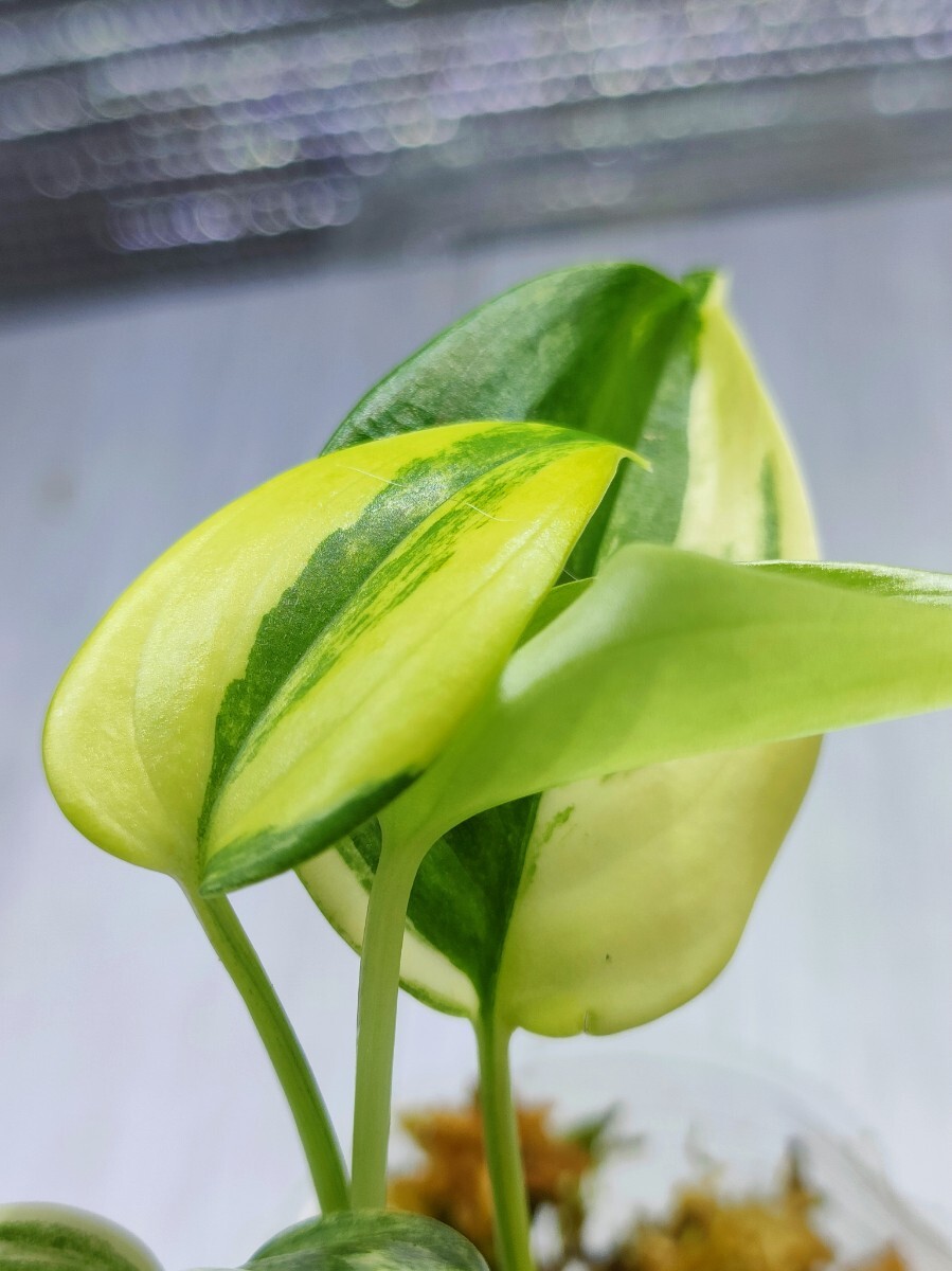 【目立った傷や汚れなし】極美斑！！ Scindapsus hederaceus blue aurea variegated スキンダプサスの ...