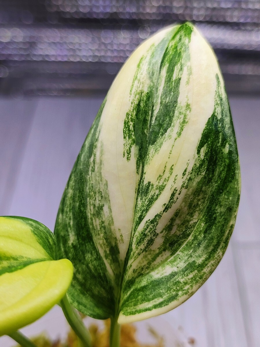 【目立った傷や汚れなし】極美斑！！ Scindapsus hederaceus blue aurea variegated スキンダプサスの ...