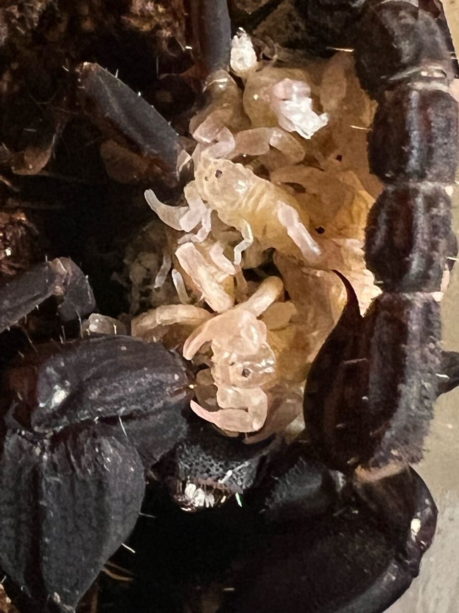 【未使用】Chaerilus sp. Palawanサソリ、小型サソリ。ペアの落札情報詳細 - Yahoo!オークション落札価格検索 オークフリー