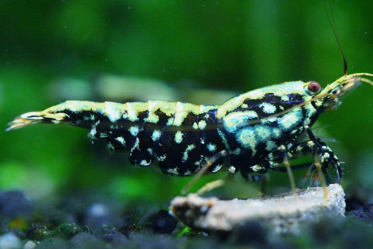 【未使用】【SALE】《Howl＆Louis》Blue Metal Galaxy fishborn ハイグレード 若個体 多分♀ ⑦の落札情報 ...