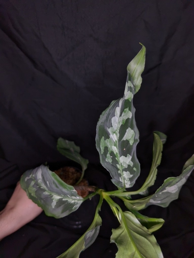 【やや傷や汚れあり】 Aglaonema pictum from Aceh Sumatera ピクタム トリカラー の落札情報詳細 - Yahoo!オークション落札価格検索 オークフリー