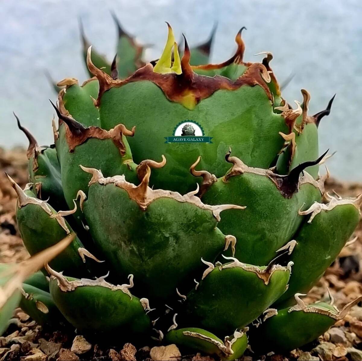 【やや傷や汚れあり】【ever plants】Agave titanota Sun flame（7-117SF6）チタノタ、オテロイ、サンフレ ...