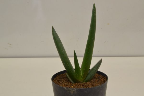 【やや傷や汚れあり】アロエ バーバラジジェッピー ALOE barbara-jeppeaeの落札情報詳細 - Yahoo!オークション落札価格 ...
