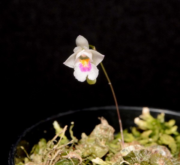 【新品】洋蘭原種(211) Porpax extincroria (Conchidium extinctorium) ポーパックス エクス ...