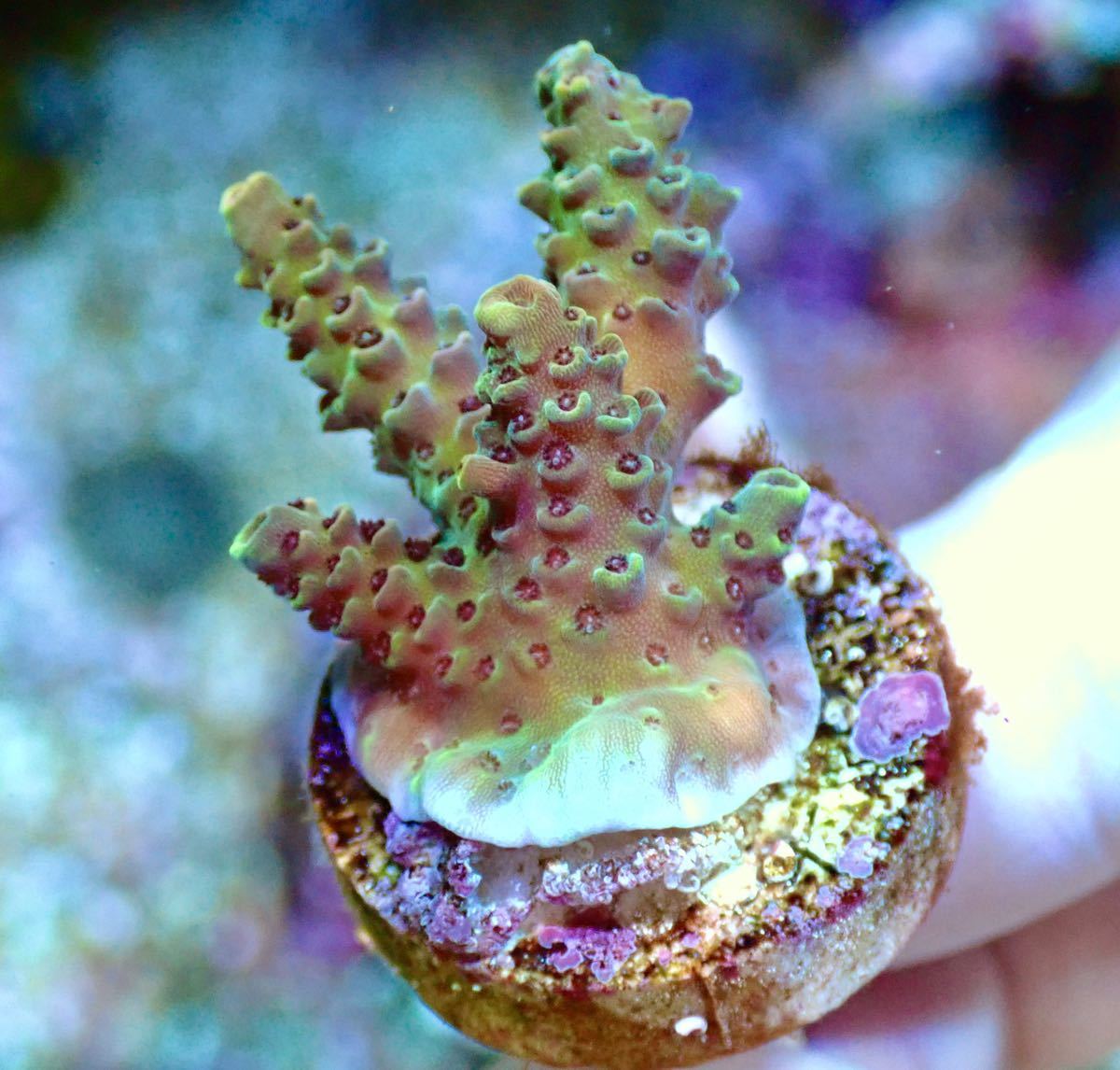 【新品】色揚げ個体 UCA ultra grade acropora anthocercis オーストラリア産サンゴ ピカチュウ系カラー の ...