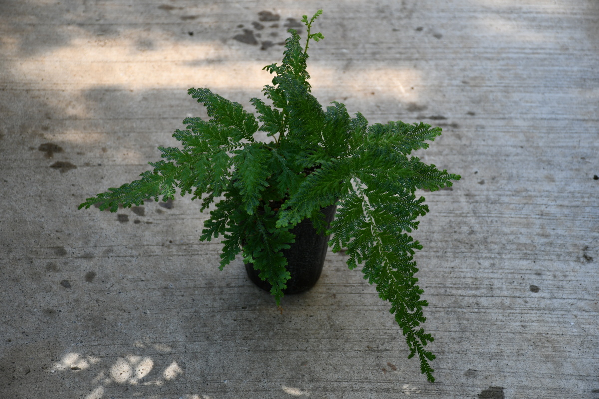 【未使用】210996☆AO☆珍種 ベトナムのコンテリクラマ似のセラギネラ Selaginella sp.Vietnam 100サイズの落札 ...