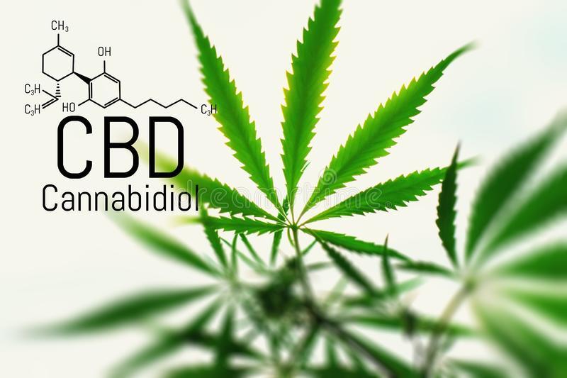 【未使用】パイナップルエクスプレスCBDワックス 1.0g高濃度96.6％ 1g フルスぺの落札情報詳細 - ヤフオク落札価格検索 オークフリー