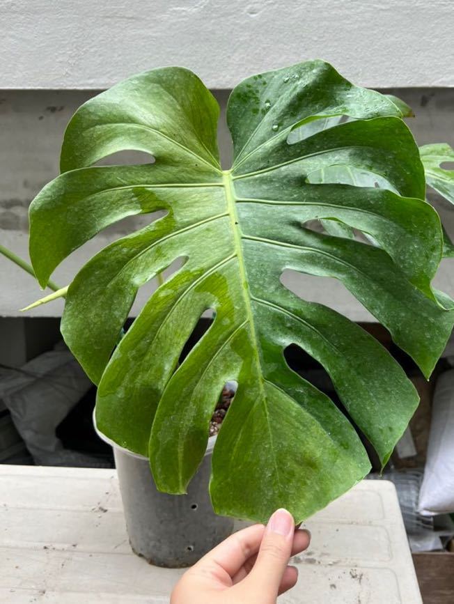 【やや傷や汚れあり】Monstera Deliciosa Mint “Two Tone “モンステラ デリシオーサ ミント ツートン 希少 ...