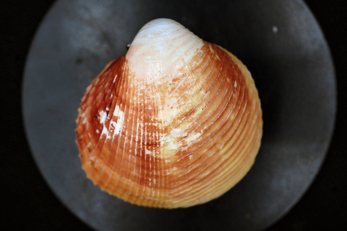 【未使用】 Cardiida-0003 ギンギョガイ-2美品 Lyrocardium lyratum (G. B. Sowerby II ...