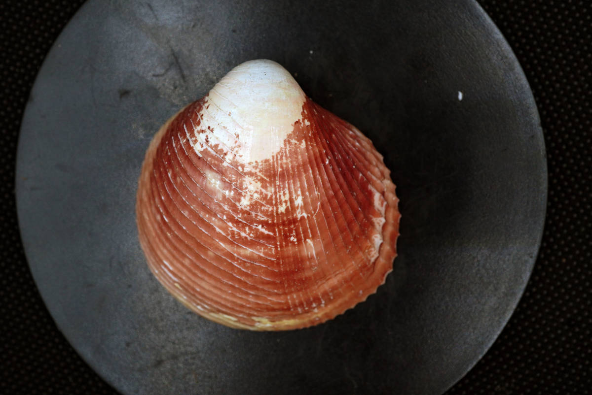 【未使用】 Cardiida-0003 ギンギョガイ-2美品 Lyrocardium lyratum (G. B. Sowerby II ...