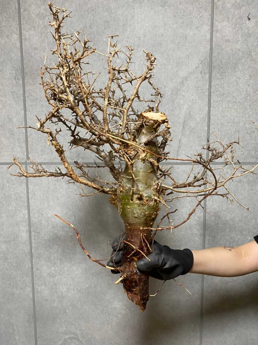 【やや傷や汚れあり】《塊根祭》A30. 大 Commiphora incisa コミフォラ インシサ 塊根植物 コーデックス 灌木 盆栽 ...