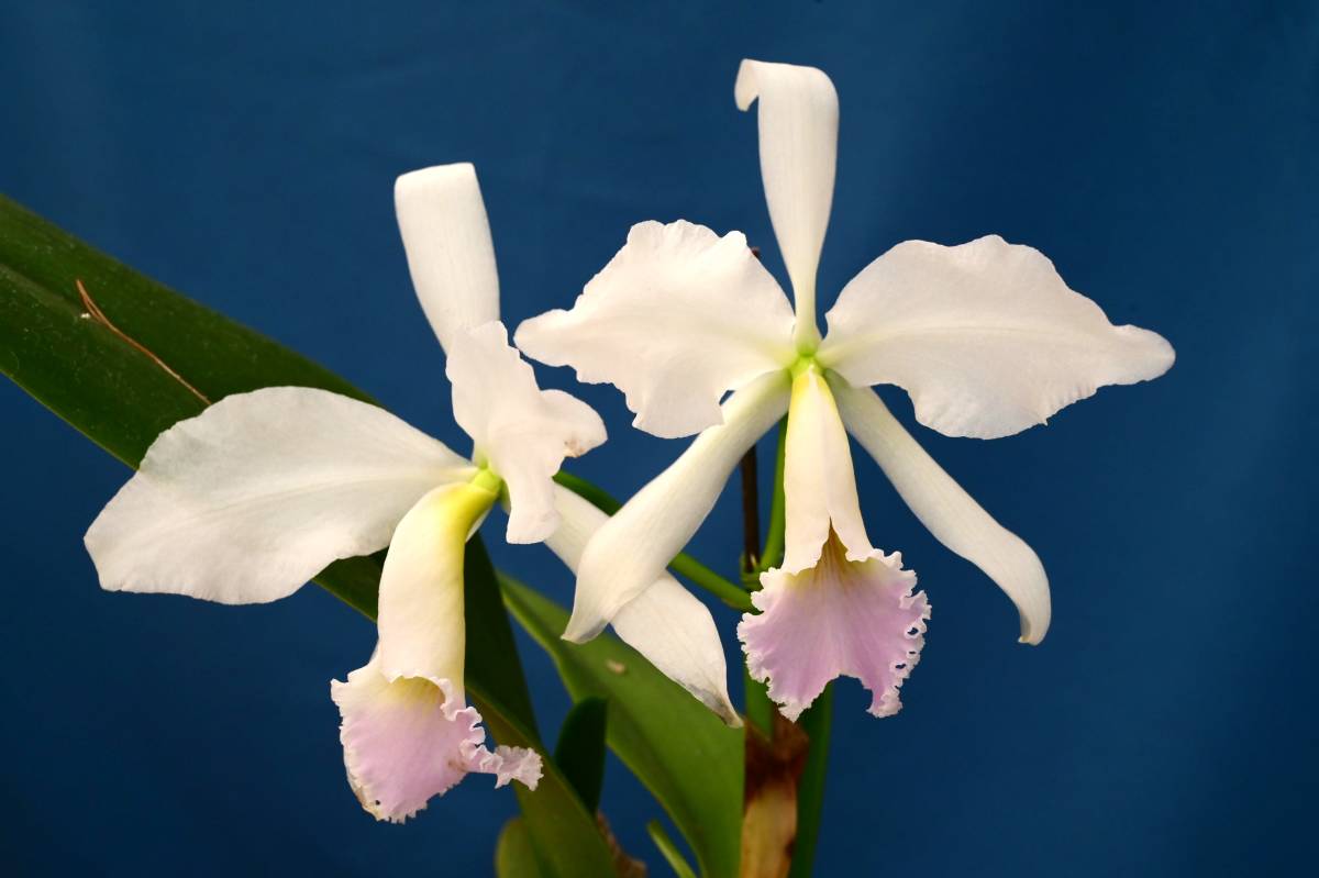 【やや傷や汚れあり】b26 C. labiata semi-alba 'Carnea' x self 洋蘭 原種 カトレア 〈 R4-1019 ...