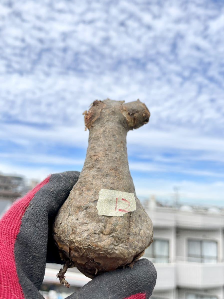 【未使用】12 新鮮株 チレコドン ペアルソニー Tylecodon pearsonii 検) コーデックス 塊根植物 グラキリス パキプス パキポディウムの落札情報詳細 - ヤフオク落札価格 ...