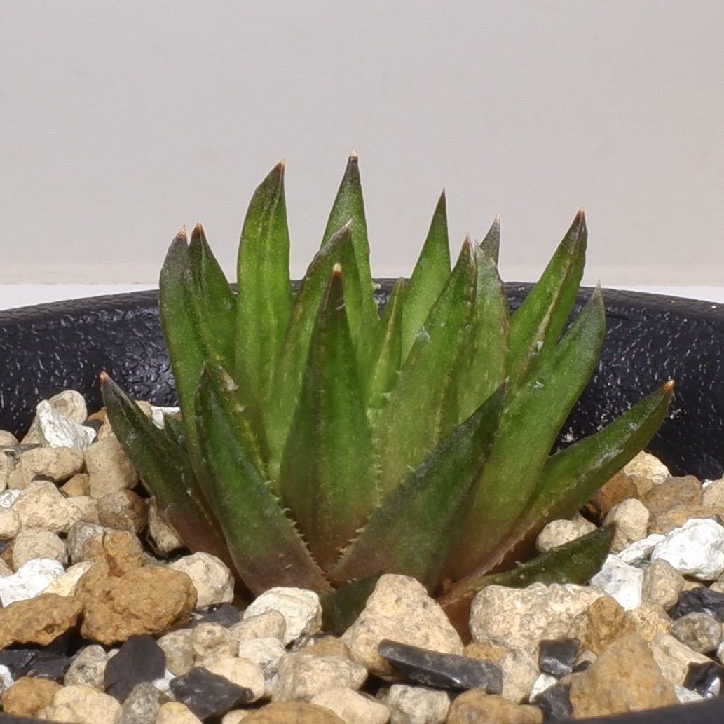 （31）ハオルチア ツリスタ オークワイ T. pumila v. ohkuwai, GM602, Vrede, NW of Anysberg ...