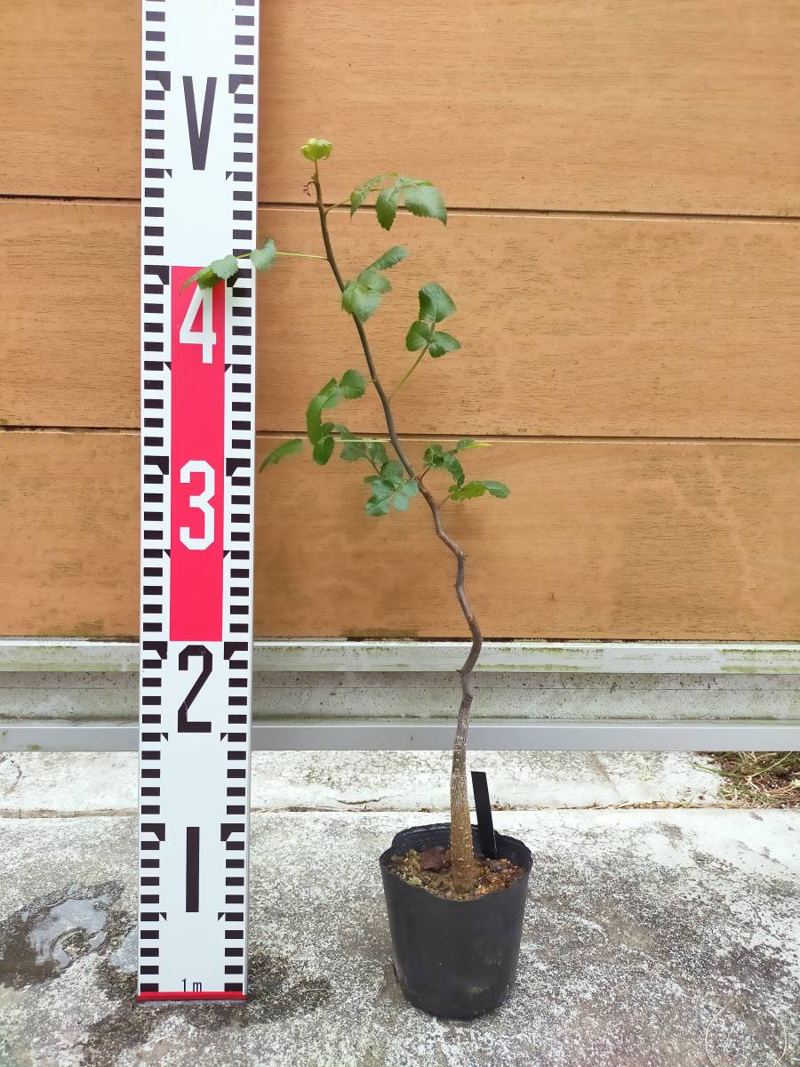 【未使用】ブルセラ エピンナタ エピンナータ Bursera epinnata 実生 (ヒンドシアナ ファガロイデス ミクロフィラ)の落札情報 ...