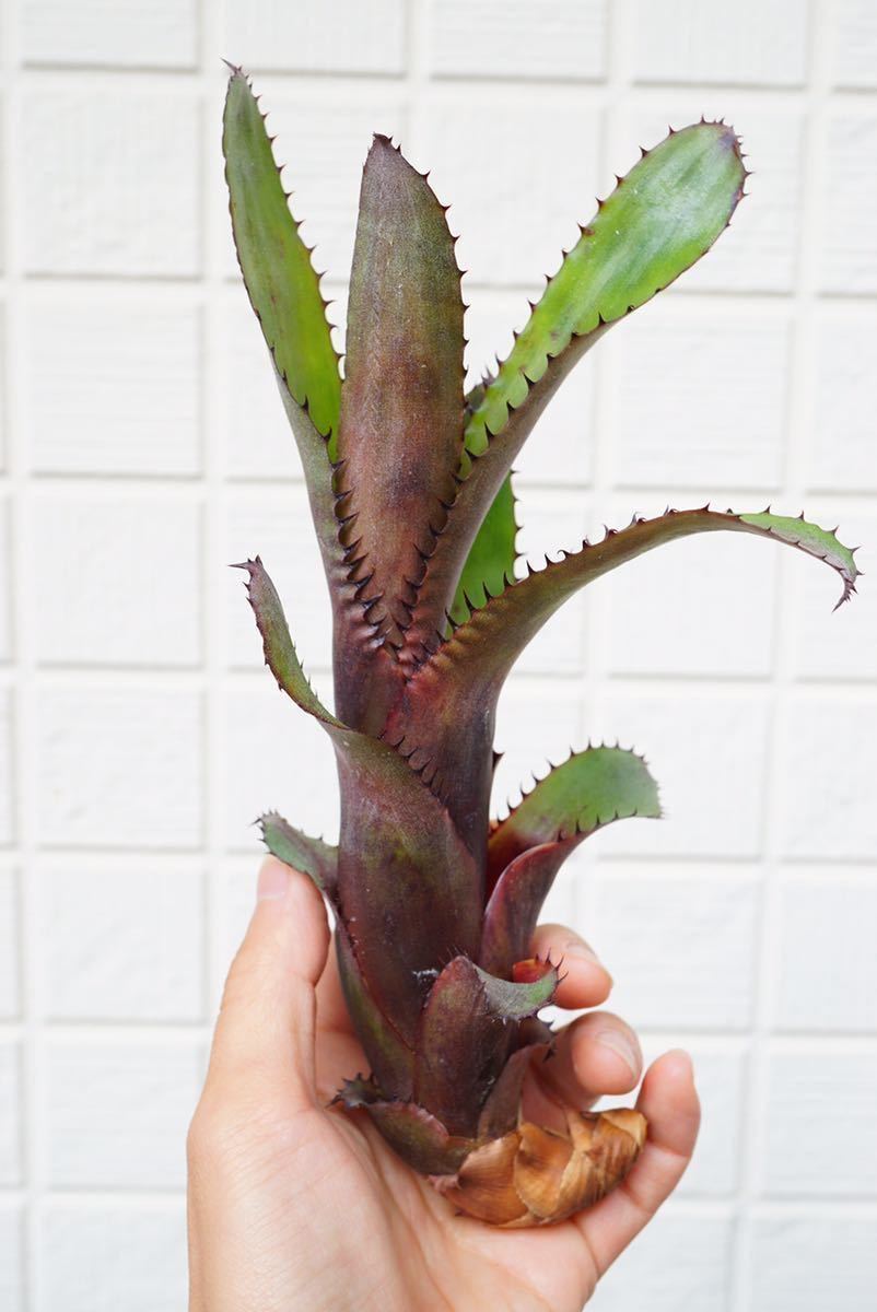 【未使用】Aechmea nudicaulis × triangularis エクメア ブロメリア の落札情報詳細 - ヤフオク落札価格検索 ...