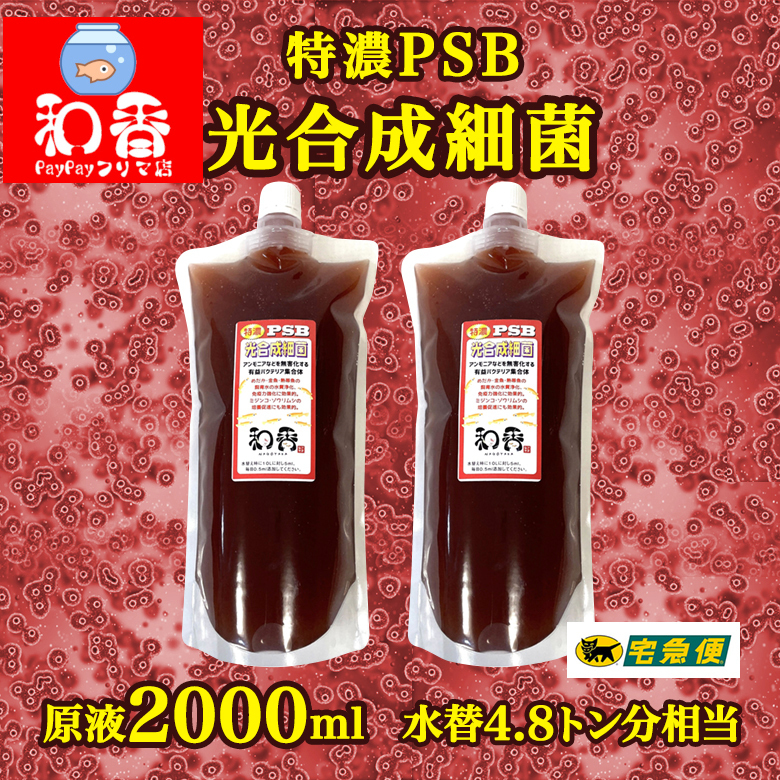 【未使用】PSB光合成細菌2000ml★市販品の4倍濃度★バクテリアめだからんちゅう金魚熱帯魚ミジンコゾウリムシクロレラに最適84 の落札情報詳細| ヤフオク落札価格情報 オークフリー