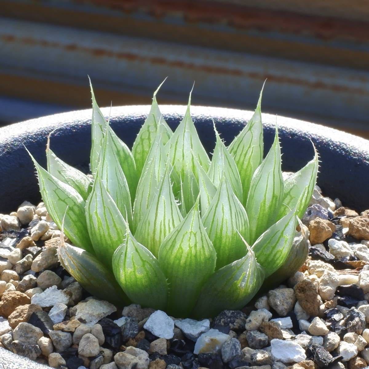 【やや傷や汚れあり】（23−189）ハオルチア スペシオサ H. speciosa n.n. (cooperi), IB06956 ...