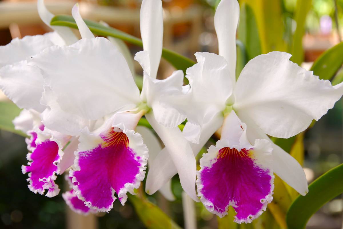 【やや傷や汚れあり】洋蘭原種カトレア c labiata semialba Cooksoniae 自然個体 オリジナル株の落札情報詳細 ...