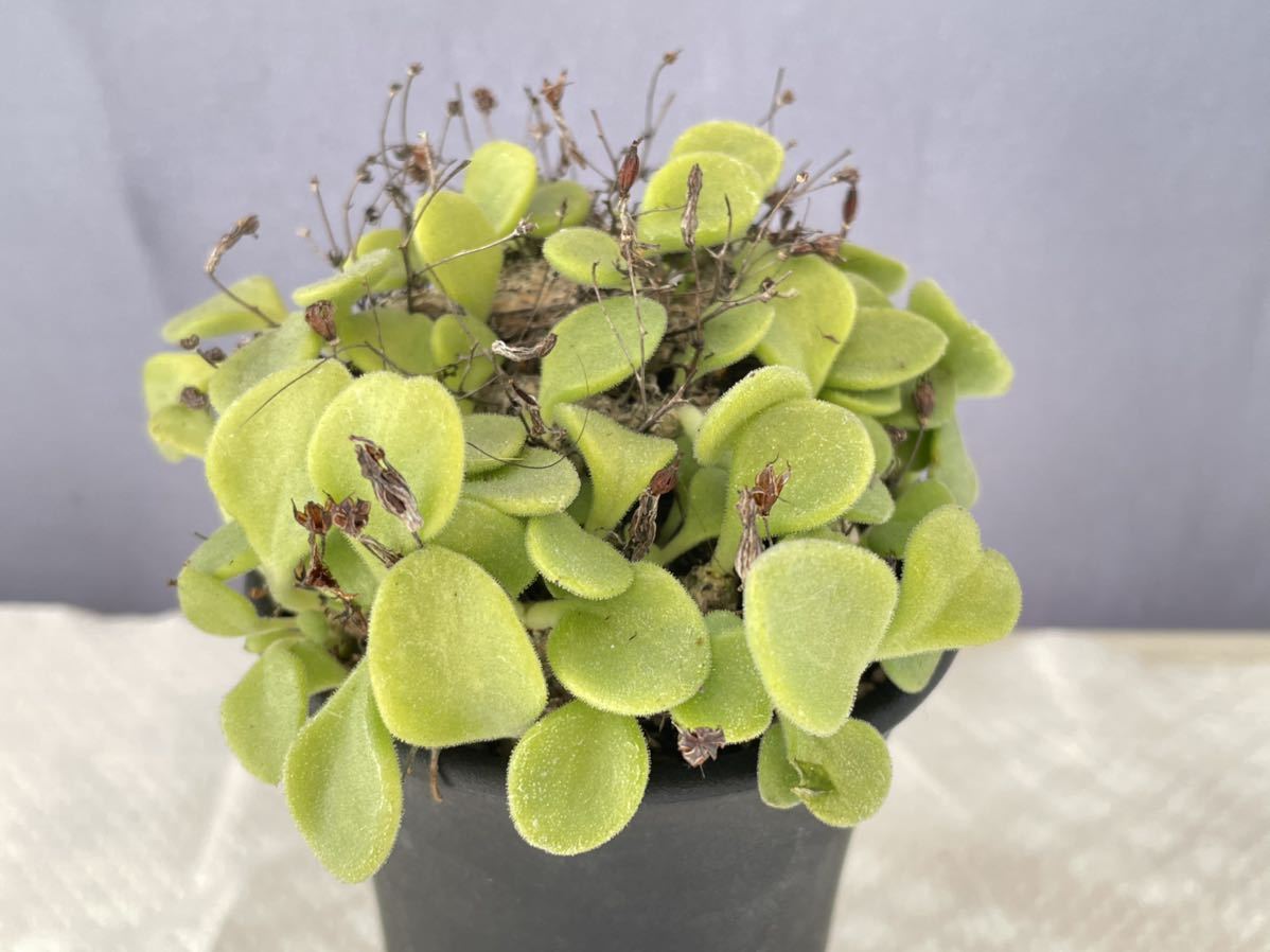 【目立った傷や汚れなし】Tylecodon longipes JAA933 Spitzkloof 最後の株 チレコドン ロンギペス 産地情報 ...