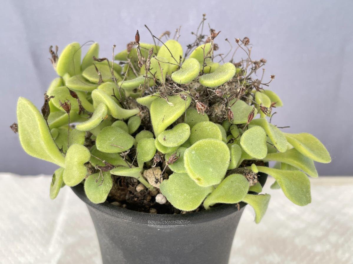 【目立った傷や汚れなし】Tylecodon longipes JAA933 Spitzkloof 最後の株 チレコドン ロンギペス 産地情報 ...