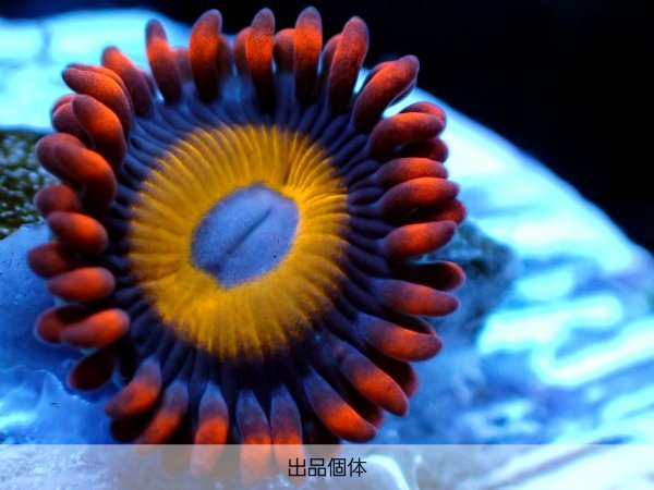 【目立った傷や汚れなし】【SWA】★USAマメスナ★Blonde blue eye Bitche Zoanthids★BBEB★マメスナ ...