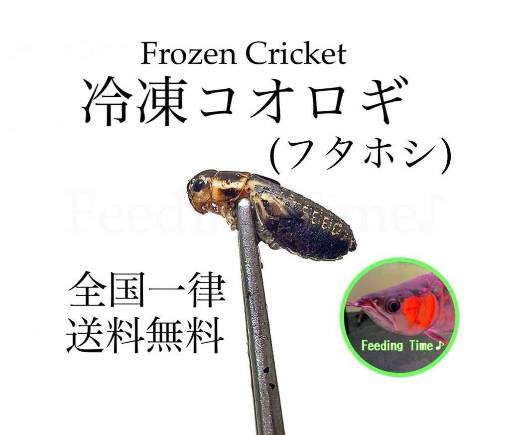 【未使用】【ML size/ 1kg (1800匹)】お得な大容量♪ 冷凍コオロギ 消化に優しい成虫未満 足・触角除去済みの落札情報詳細 ...