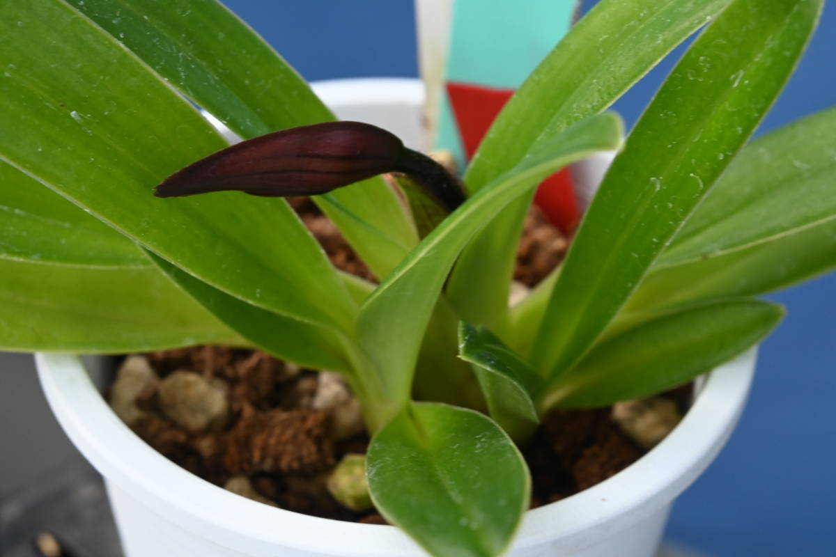 【やや傷や汚れあり】M-33 Paph. wilhelminae 'Fajiano' AM/JOS ('Bear' SM/TPS x ...
