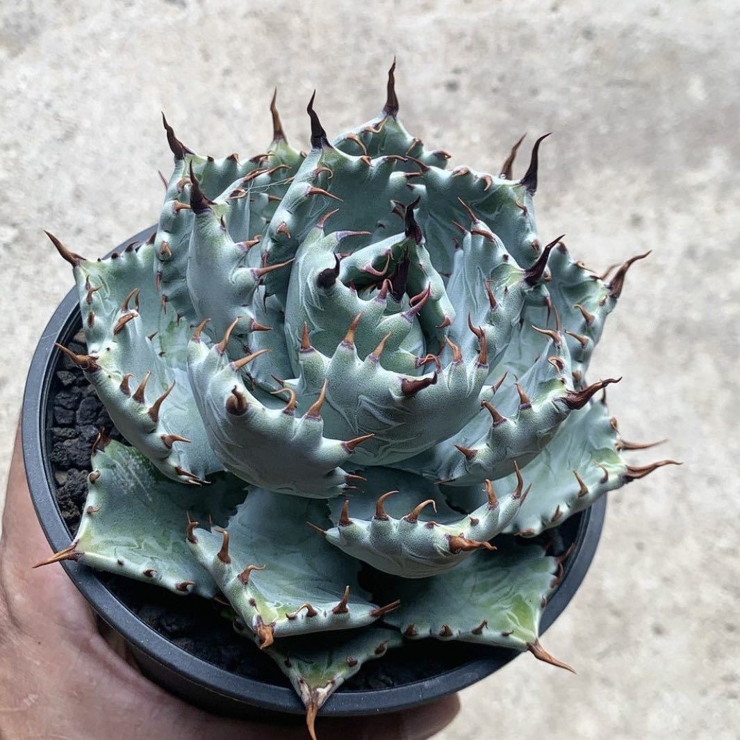 【目立った傷や汚れなし】アガベ 特選イシスメンシスhyb 子株 チタノタ agave titanotaの落札情報詳細 - ヤフオク落札価格検索 ...