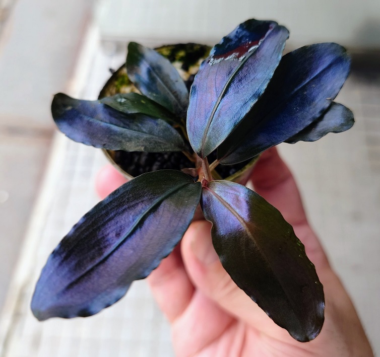 Bucephalandra sp.Sokan3 “Shine Blue K” kn便 ブセファランドラsp.ソカン3 シャインブルー 2011年2月入荷株の増殖株 水中育成株 の落札情報詳細 ...