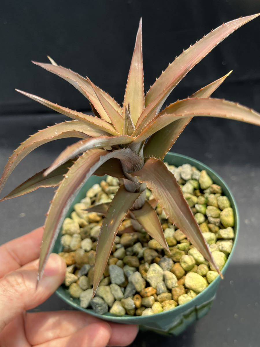 【やや傷や汚れあり】Cryptanthus bahianus Red Form SEL1987-0158 Discovered in 1939 ...