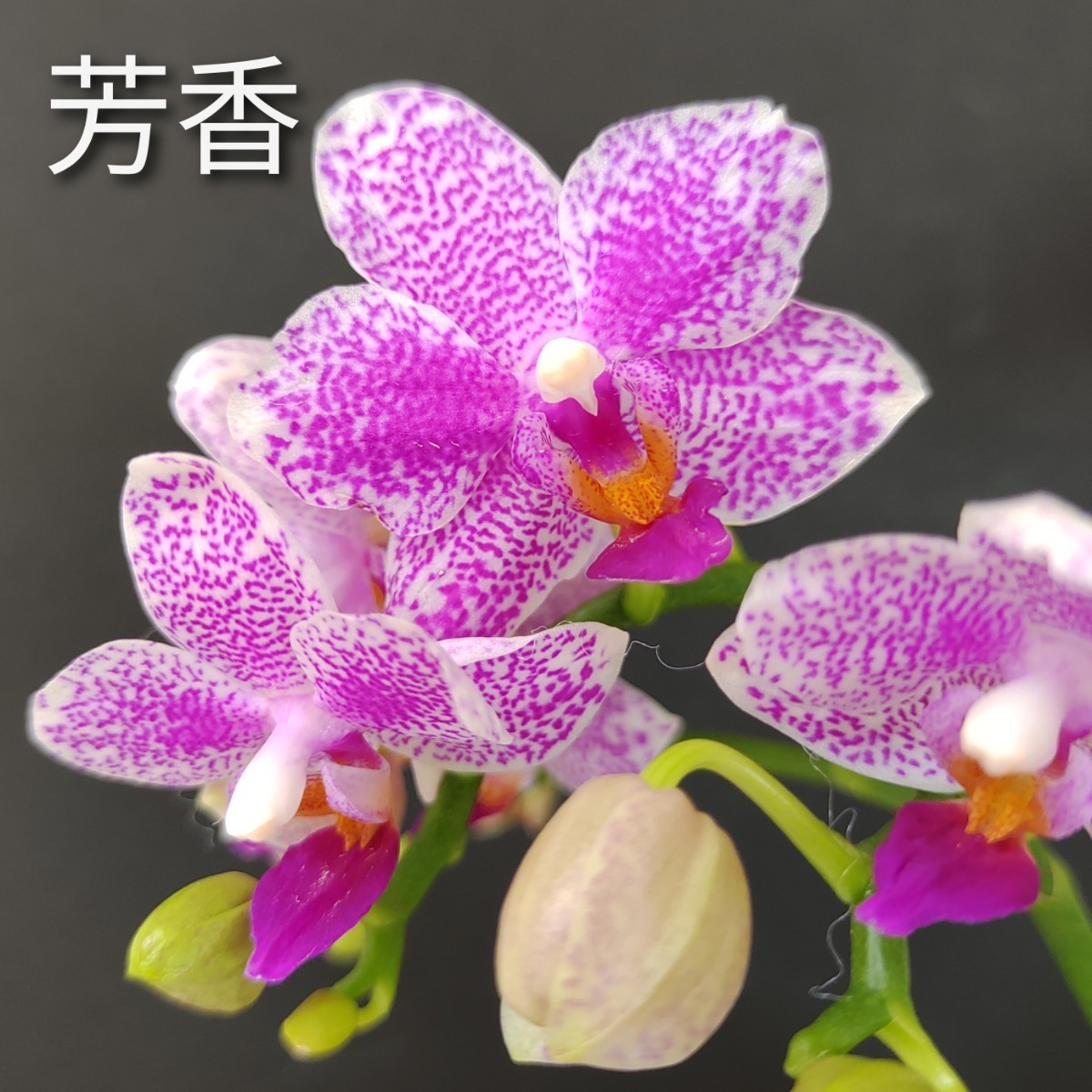 【傷や汚れあり】Phal. Hualien Pink Galaxy 芳香品種 洋ラン ファレノプシス 胡蝶蘭 洋蘭 直輸入の落札情報詳細 ...