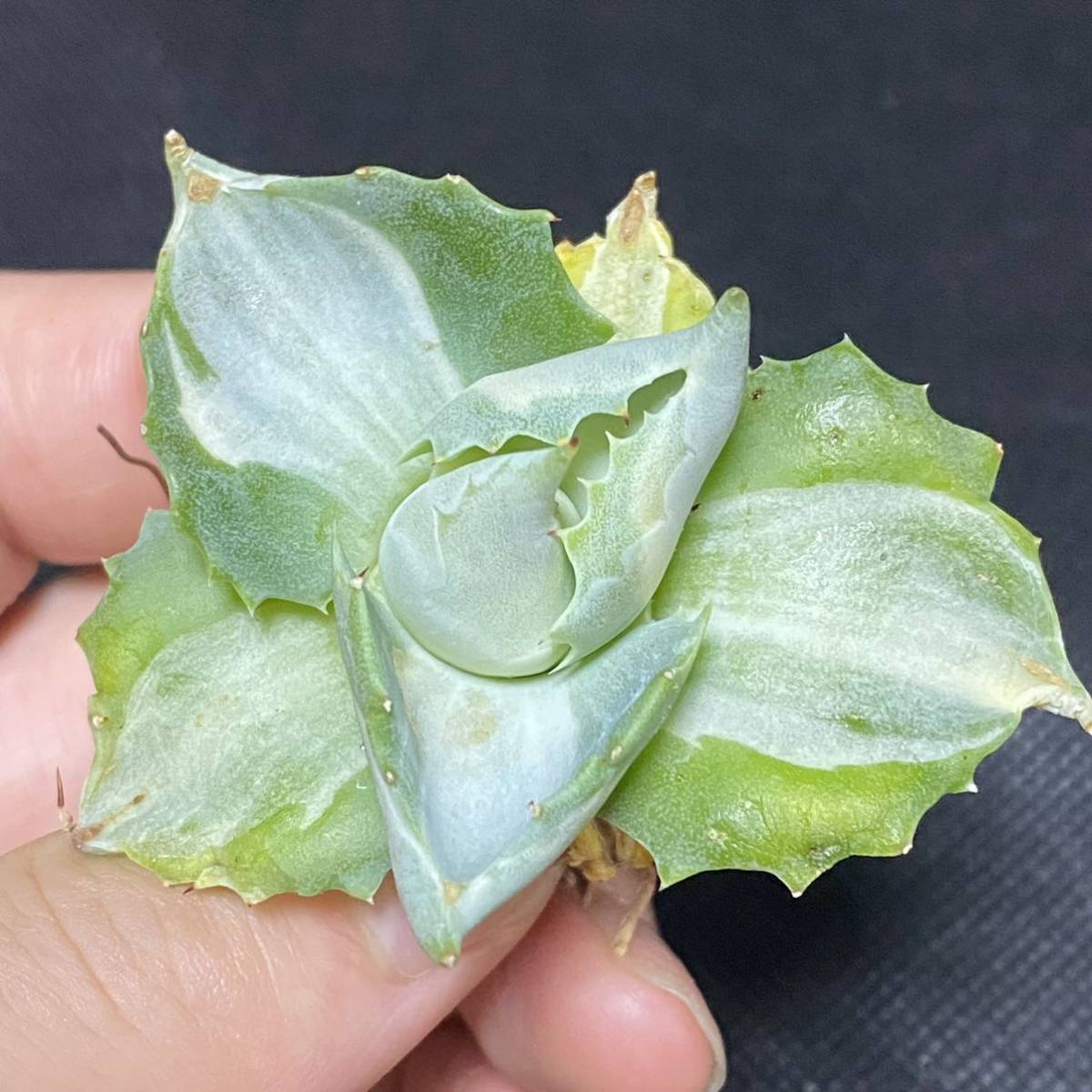 【やや傷や汚れあり】IG12 233 アガベ 王妃雷神錦 Agave Ohi Raijin 1株セット 多肉植物の落札情報詳細 - Yahoo!オークション落札価格検索 オークフリー