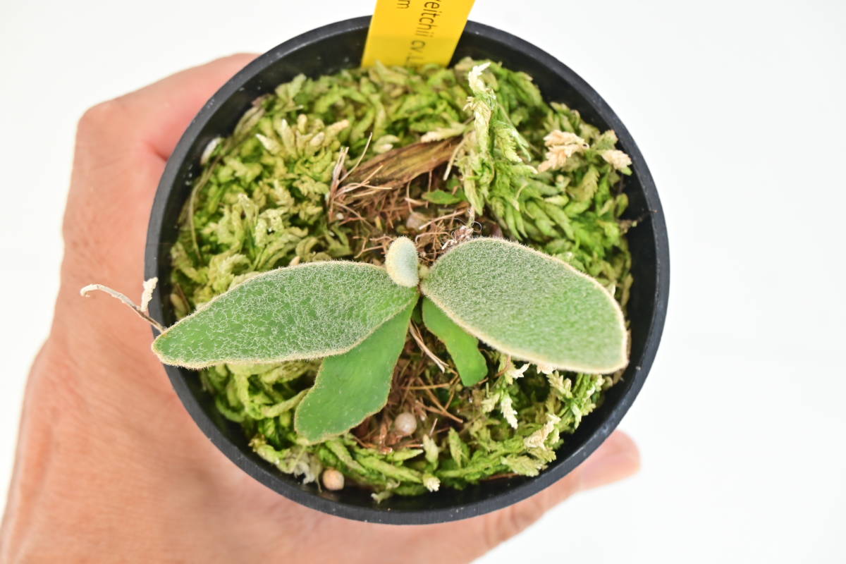【未使用】P.veitchii cv.Lisa(Compact Form)⑥ @bikamori.com ビーチーリサ コンパクトフォーム ビ ...