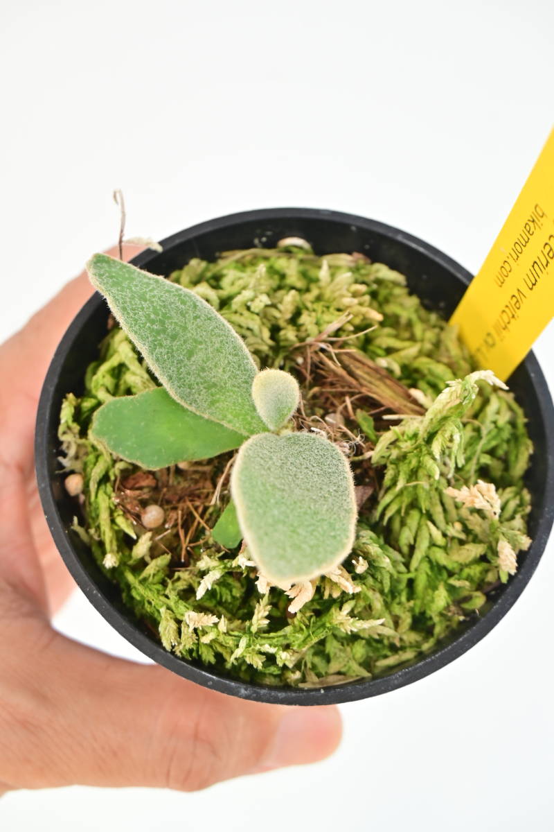 【未使用】P.veitchii cv.Lisa(Compact Form)⑥ @bikamori.com ビーチーリサ コンパクトフォーム ビ ...