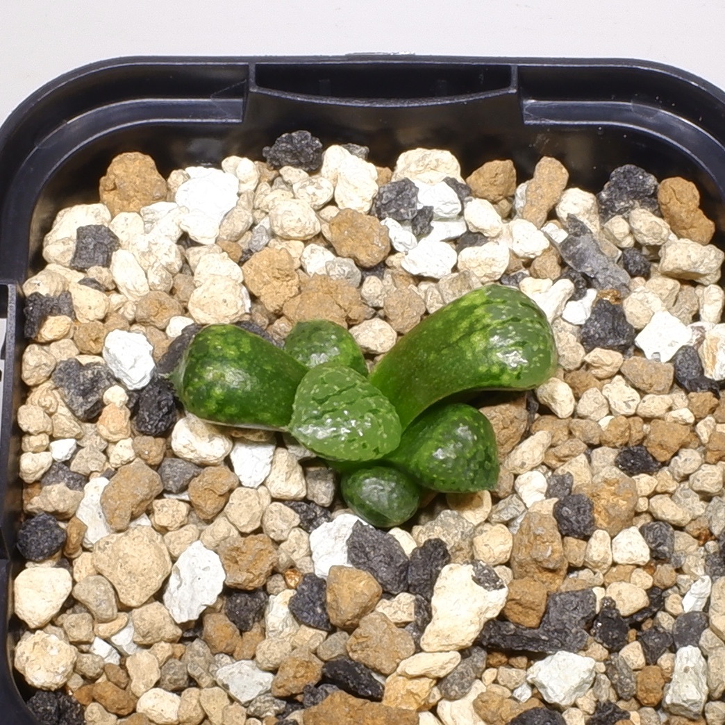 【やや傷や汚れあり】（23−1170）ハオルチア ピクタ H. picta, Mount Hope farm, S of Oudtshoorn ...