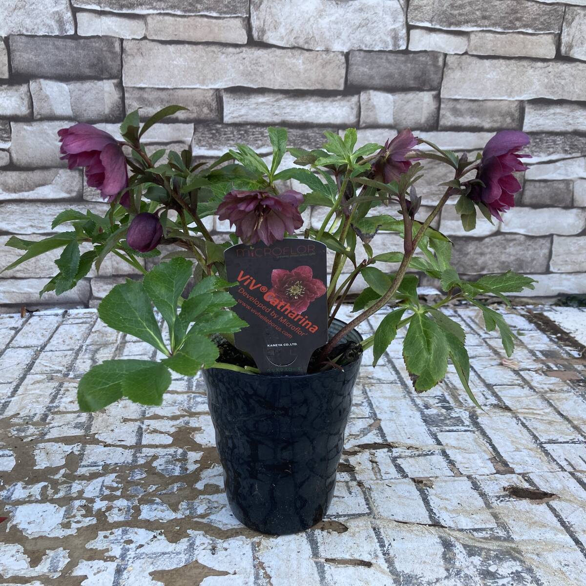 【未使用】★★クリスマスローズ ファイナルセール viv カタリーナ 4.5号 3月27日撮影の落札情報詳細 - Yahoo!オークション落札価格検索 オークフリー