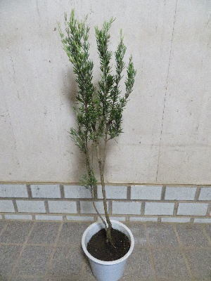 【未使用】即決★ローズマリー＊アルパ16B＊清楚な白の落札情報詳細 - Yahoo!オークション落札価格検索 オークフリー