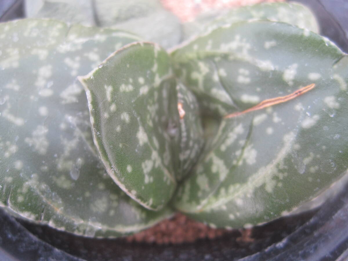 【新品】 G．臥牛（OAK#07 x OAK#01） 多肉/ガステリアVX01の落札情報詳細 - Yahoo!オークション落札価格検索 オークフリー